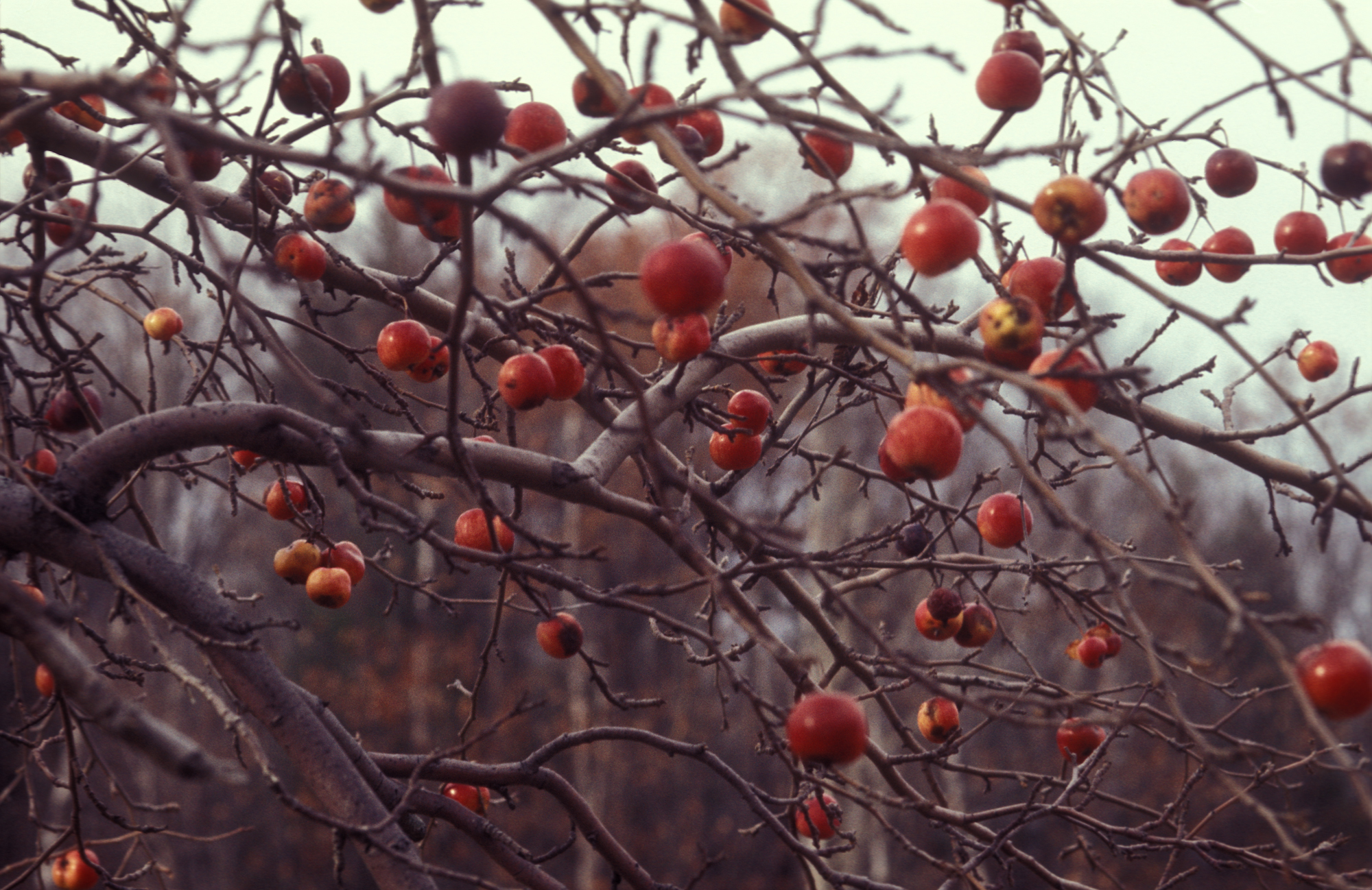 Energy and Inspiration: Naropa Talks Become Books for All - Chogyam ...